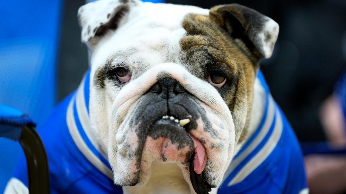 Drake University's beloved live mascot Griff II to retire in May ...