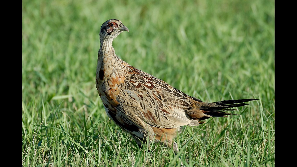 Report: Iowa to see promising 2019 pheasant hunting season | weareiowa.com