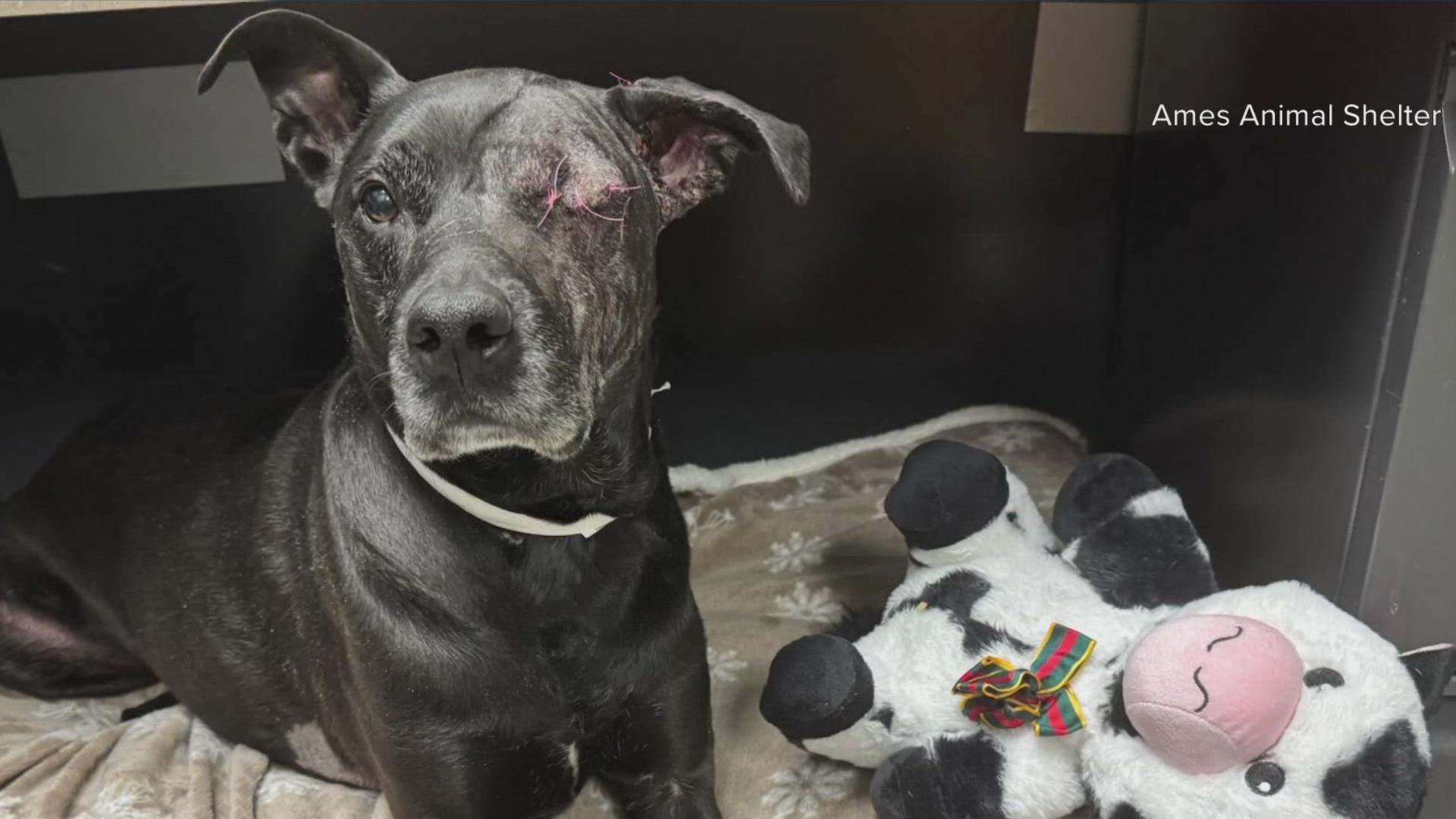 'Good Boy' the Labrador found with gunshot injury, released from animal ...