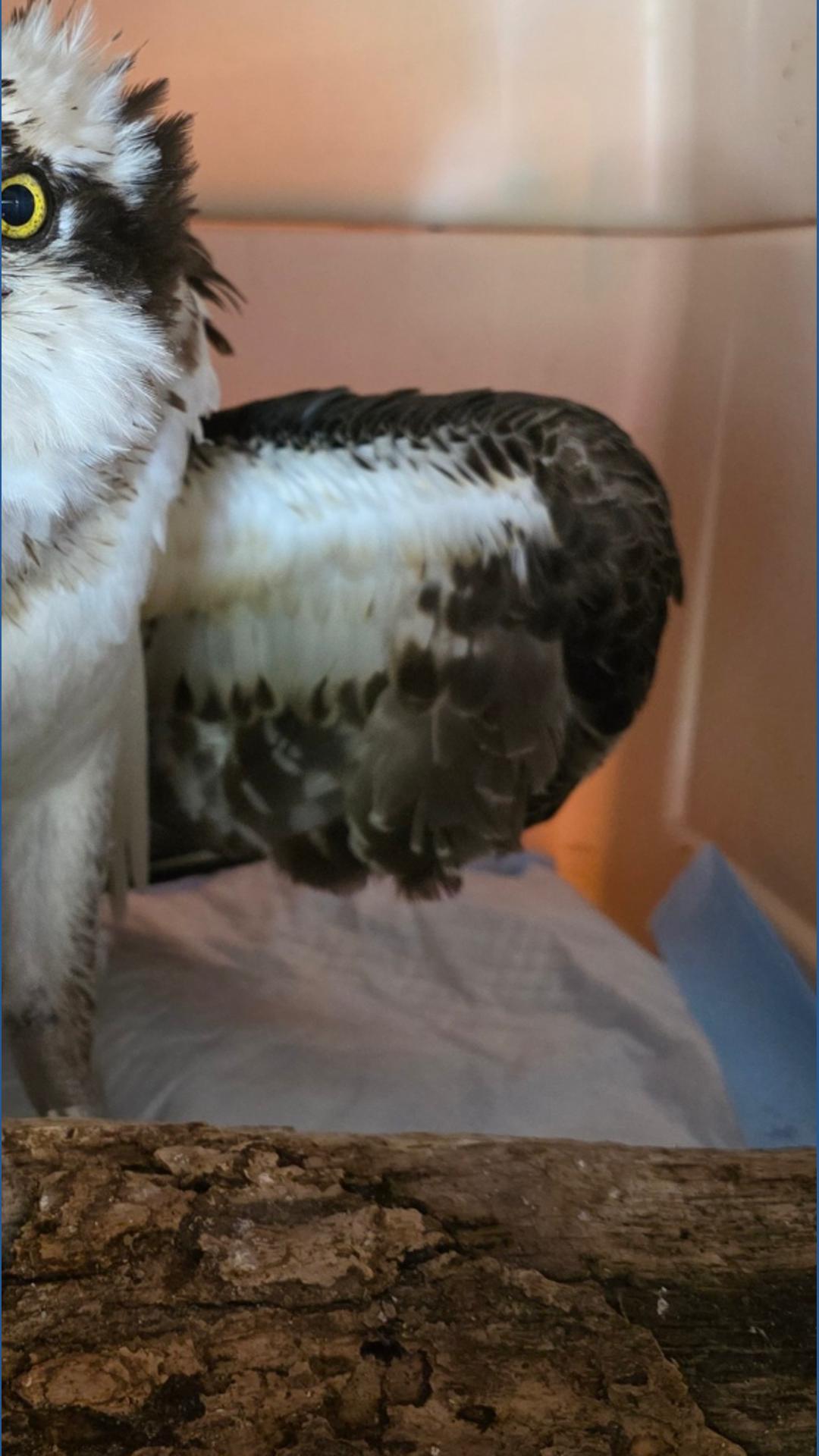 19-year-old osprey rescued by Iowa Bird Rehabilitation | weareiowa.com