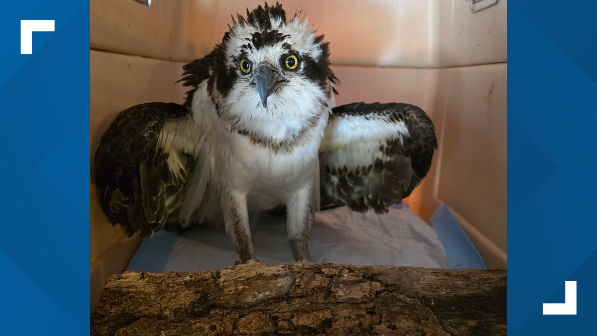 19-year-old osprey rescued by Iowa Bird Rehabilitation | weareiowa.com