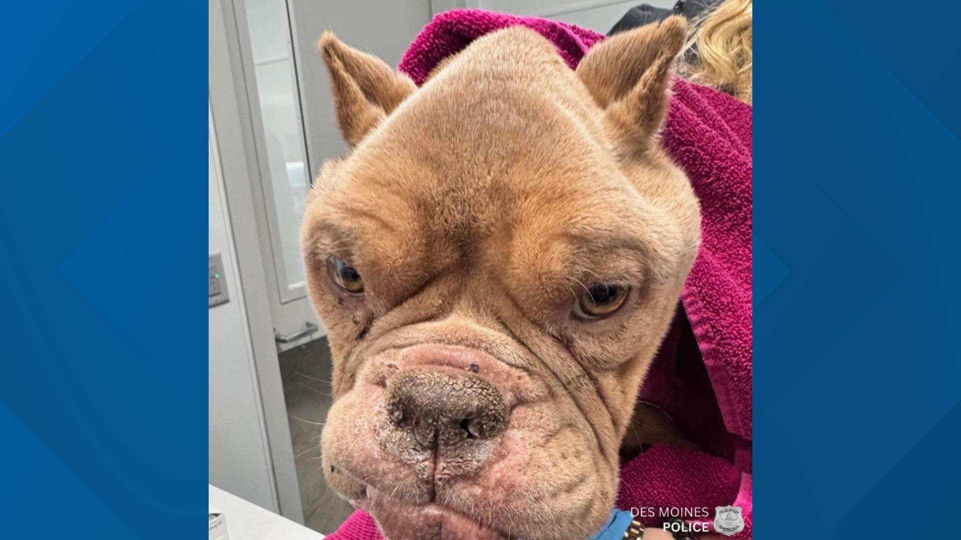 Des Moines police investigating animal neglect case after finding ...