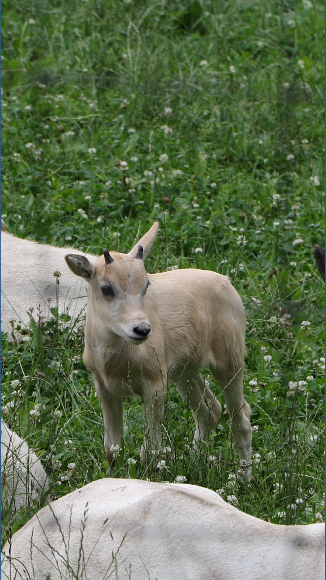Blank Park Zoo in Des Moines, Iowa welcomes rare addax calf | weareiowa.com