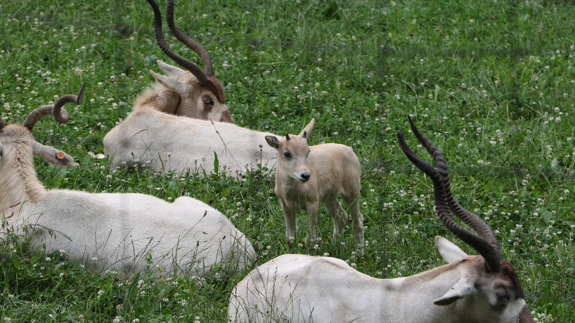 Blank Park Zoo in Des Moines, Iowa welcomes rare addax calf | weareiowa.com
