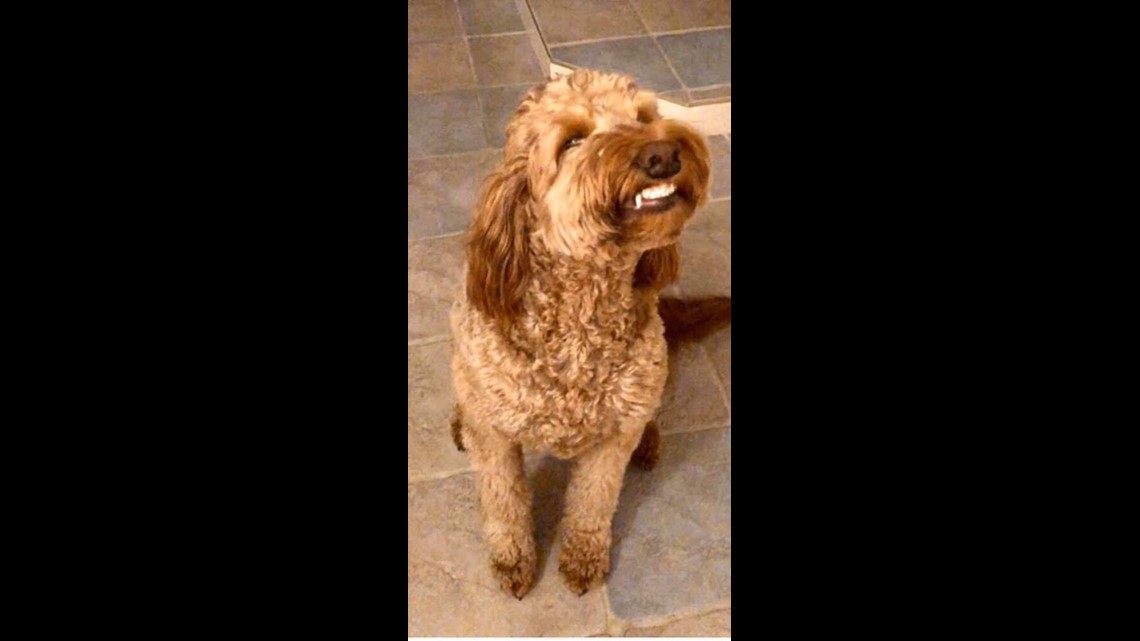 Happy Moments Vol. 71: A smiling therapy dog + catching Neowise ...