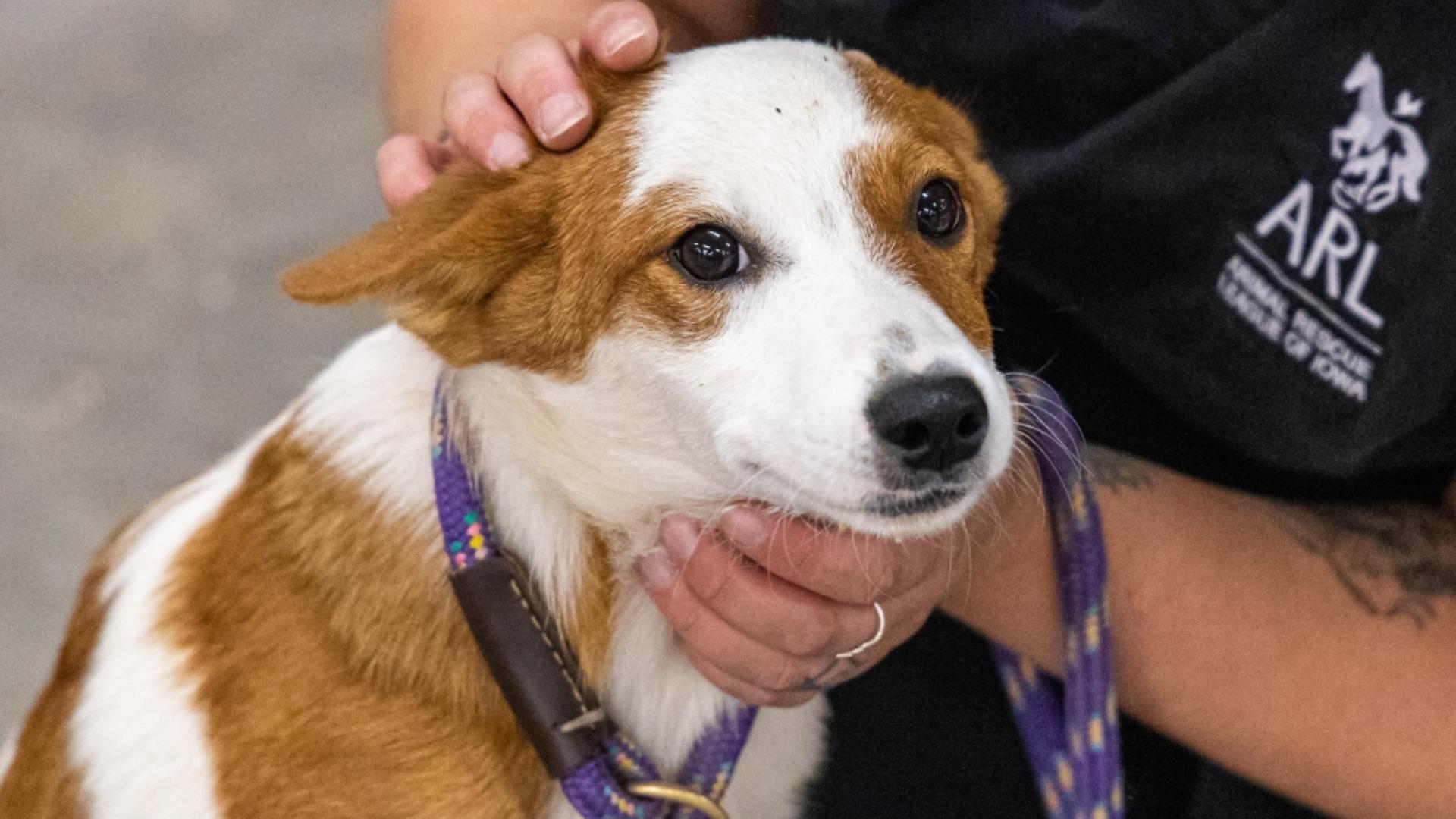 'It just keeps happening': Iowa ARL puts out call for help after taking ...