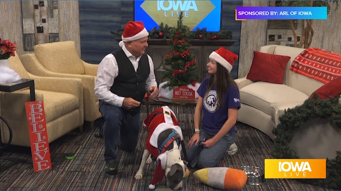 "She's super friendly!" Jolly Cali is available for adoption at the ...