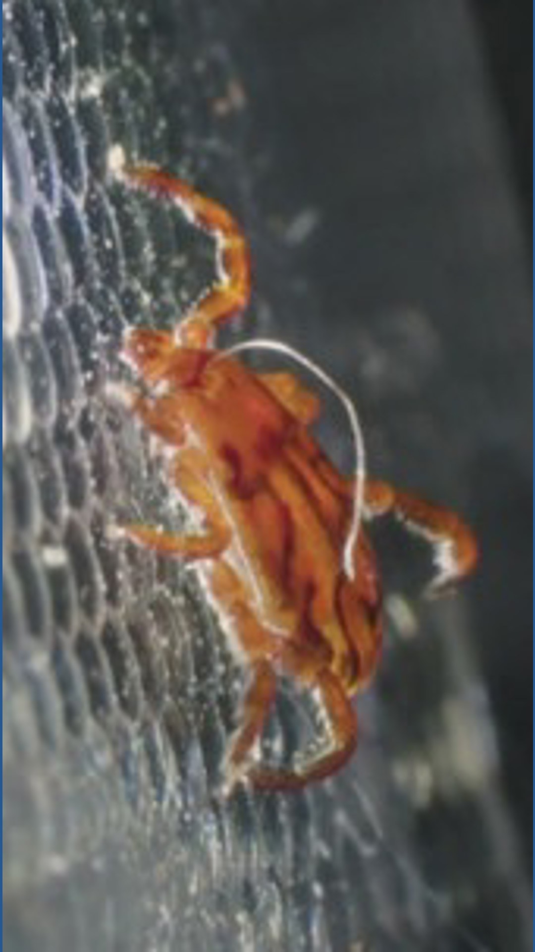 Polk County Health Department raises awareness of tick season as Iowa ...