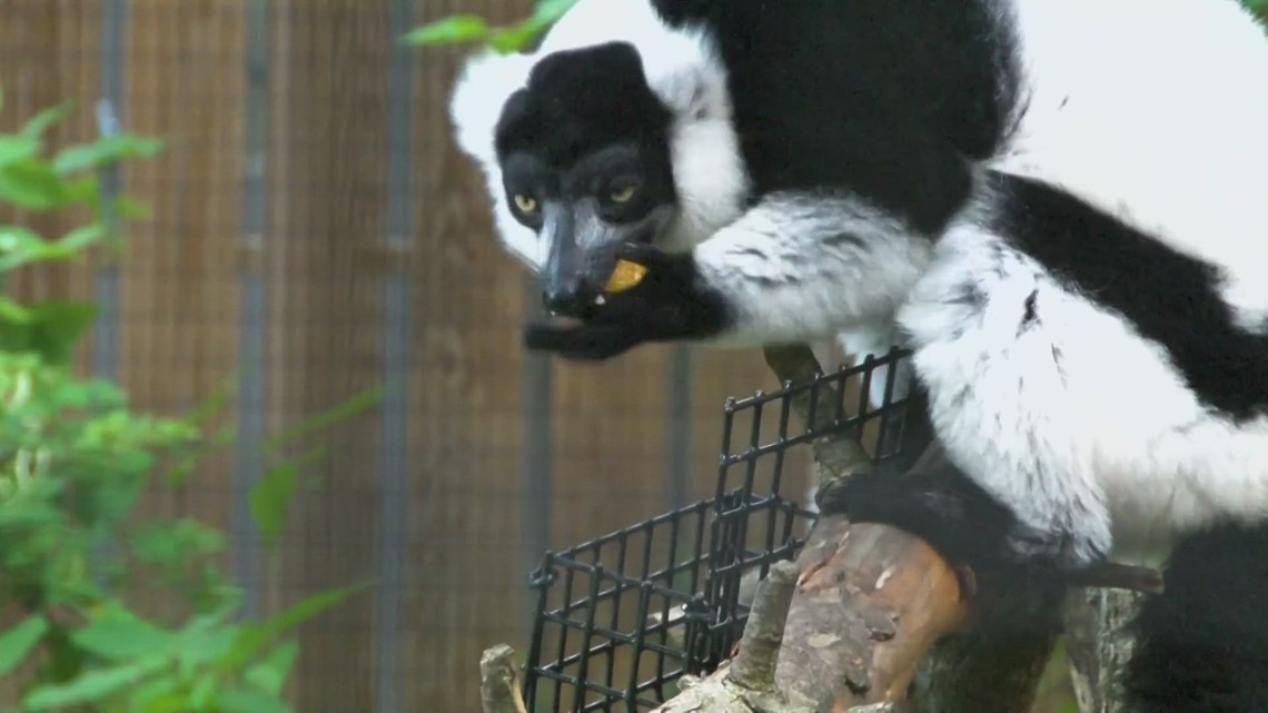 See the new Black & White Ruffed Lemurs now at the Blank Park Zoo ...