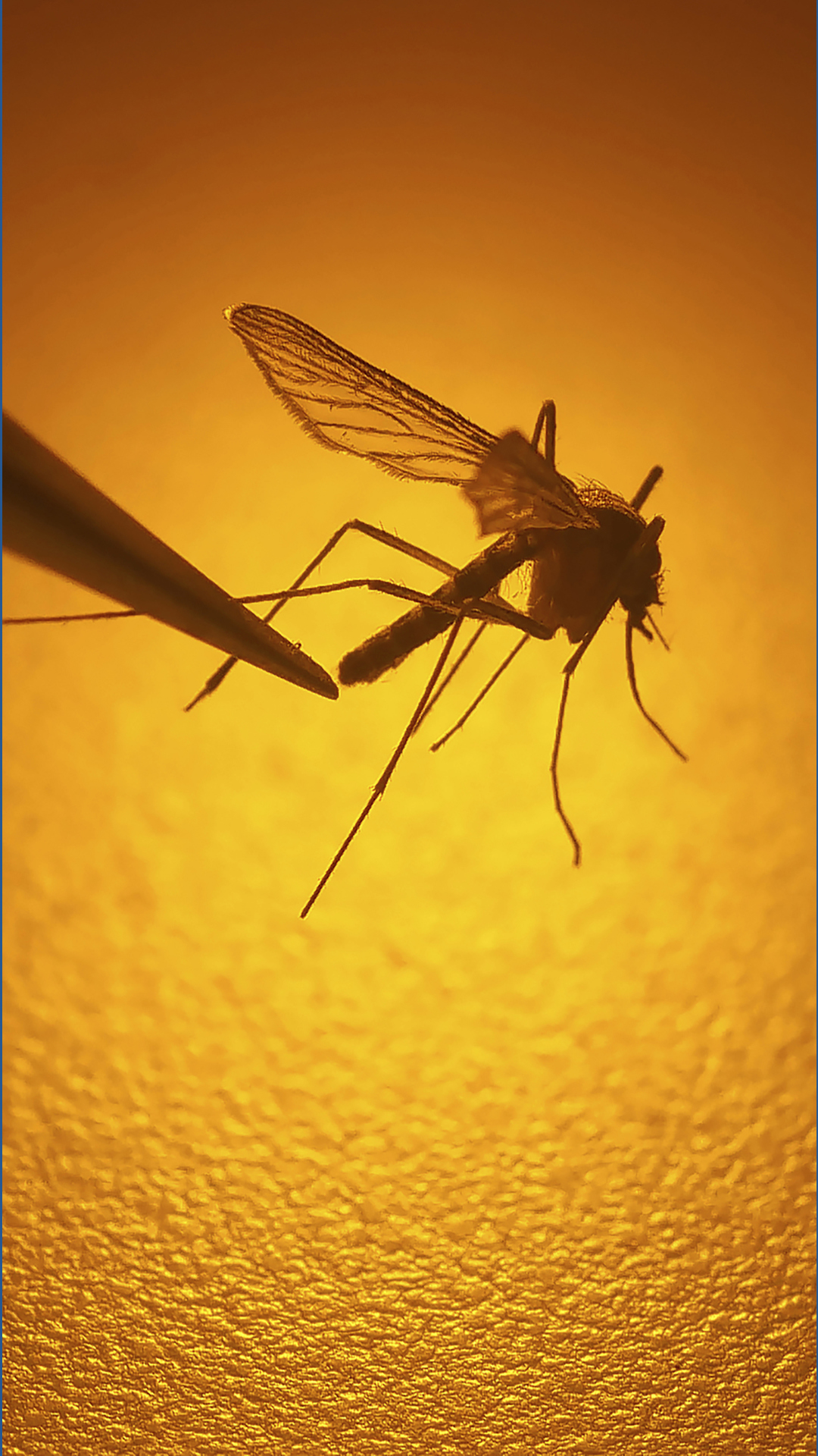 Confirmed Iowa West Nile cases rises to 30 in 2025, CDC data shows ...