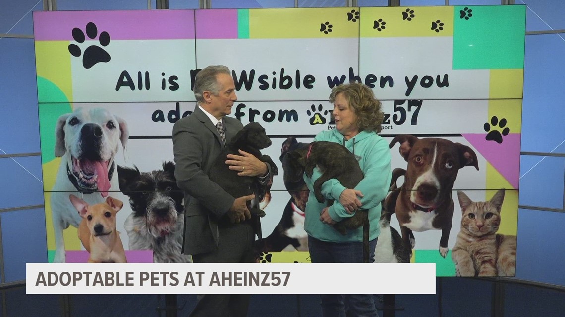 Looking for a furry friend this February? AHeinz 57 has you covered ...