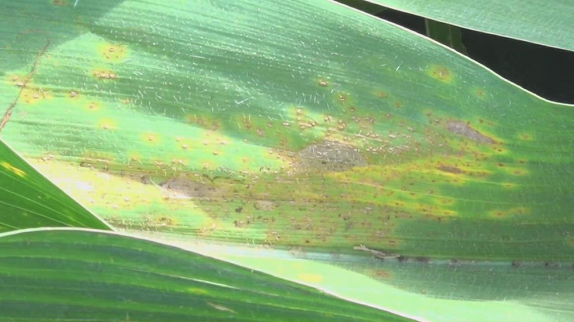 'Southern rust' corn disease threatens crop yield, now reported in 40 ...