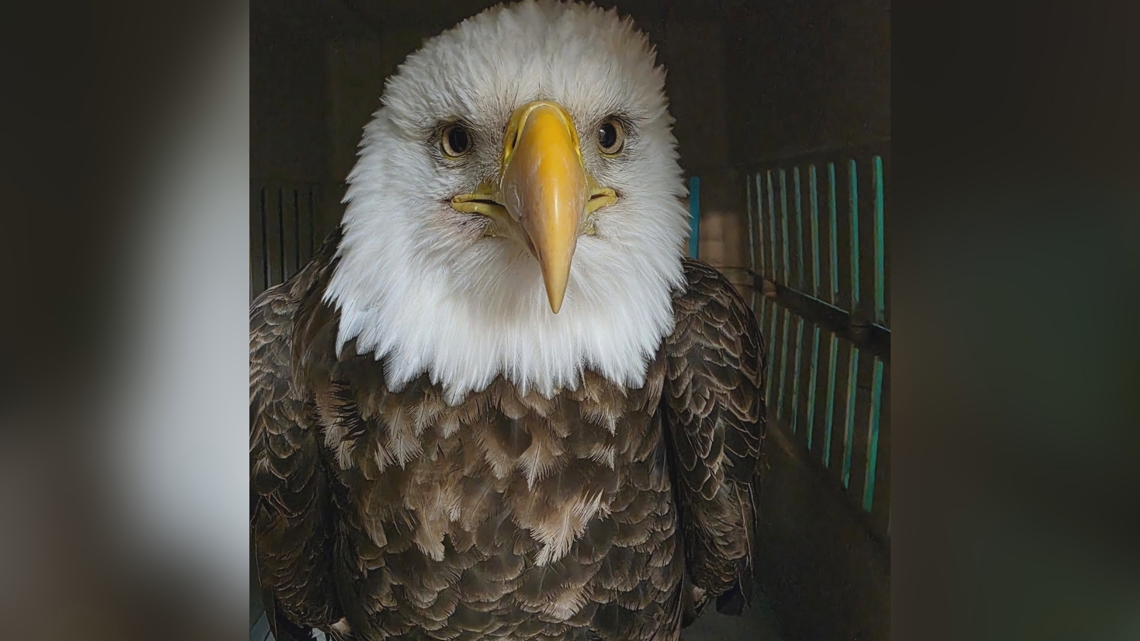 One bald eagle found in Iowa dies by lead poisoning, two others ...