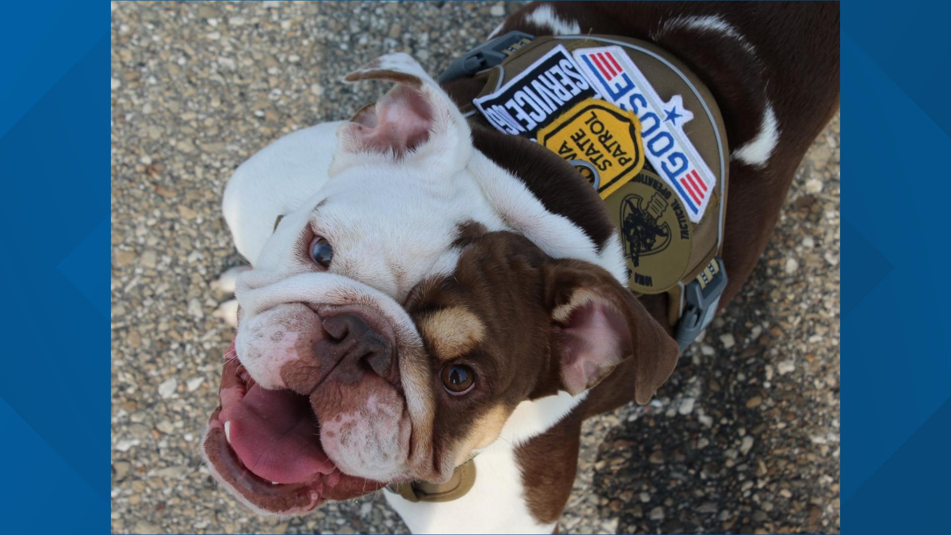Drake University announces 30 finalists for annual Beautiful Bulldog ...