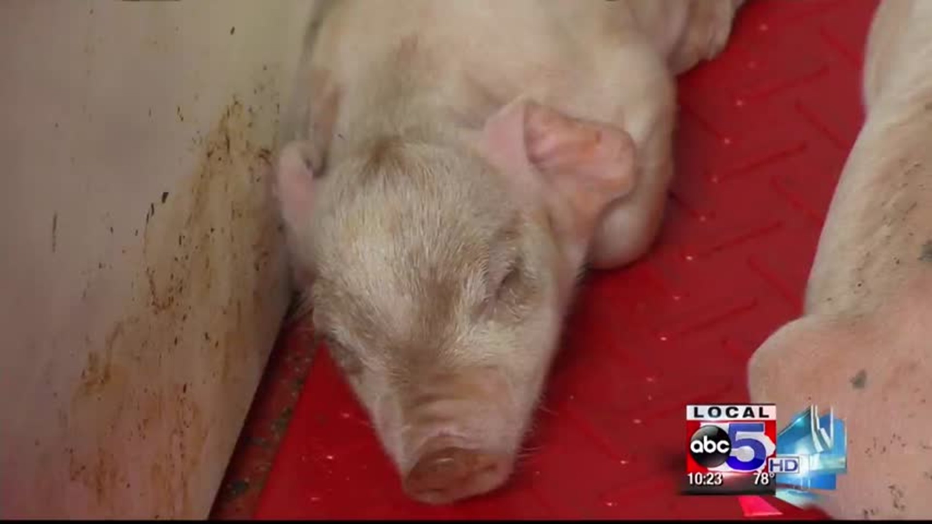 Don’t miss the baby animals being born at the State Fair | weareiowa.com