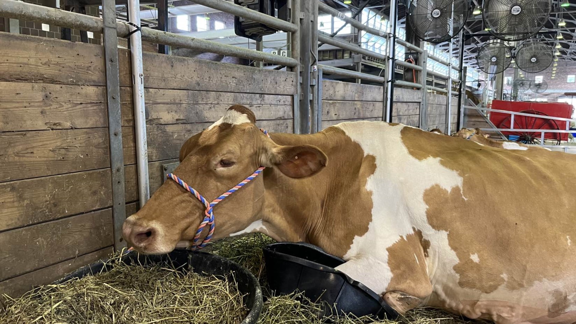 PHOTOS: 2023 Iowa State Fair | weareiowa.com