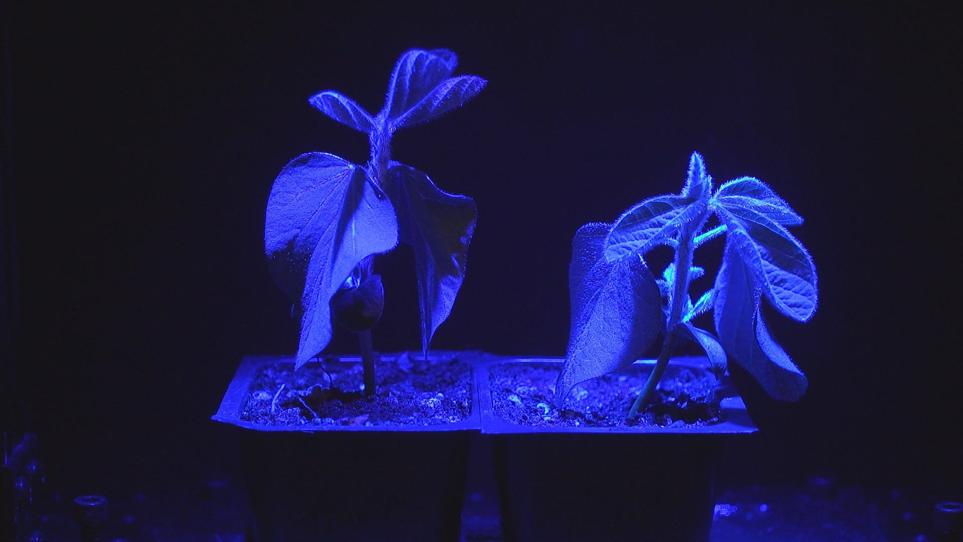 SMART SEEDS: Iowa farmer looks ahead to future of sustainable farming ...