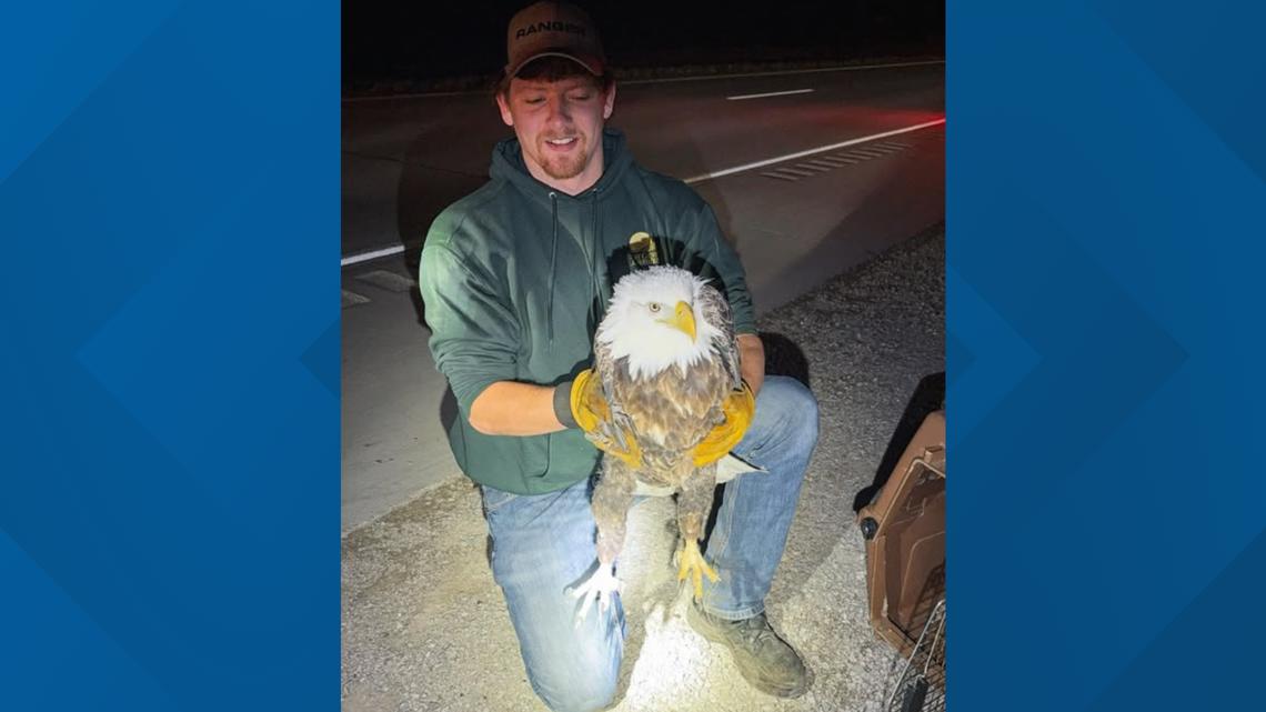 Story County Sheriff's Office: Iowans rescue injured bald eagle ...