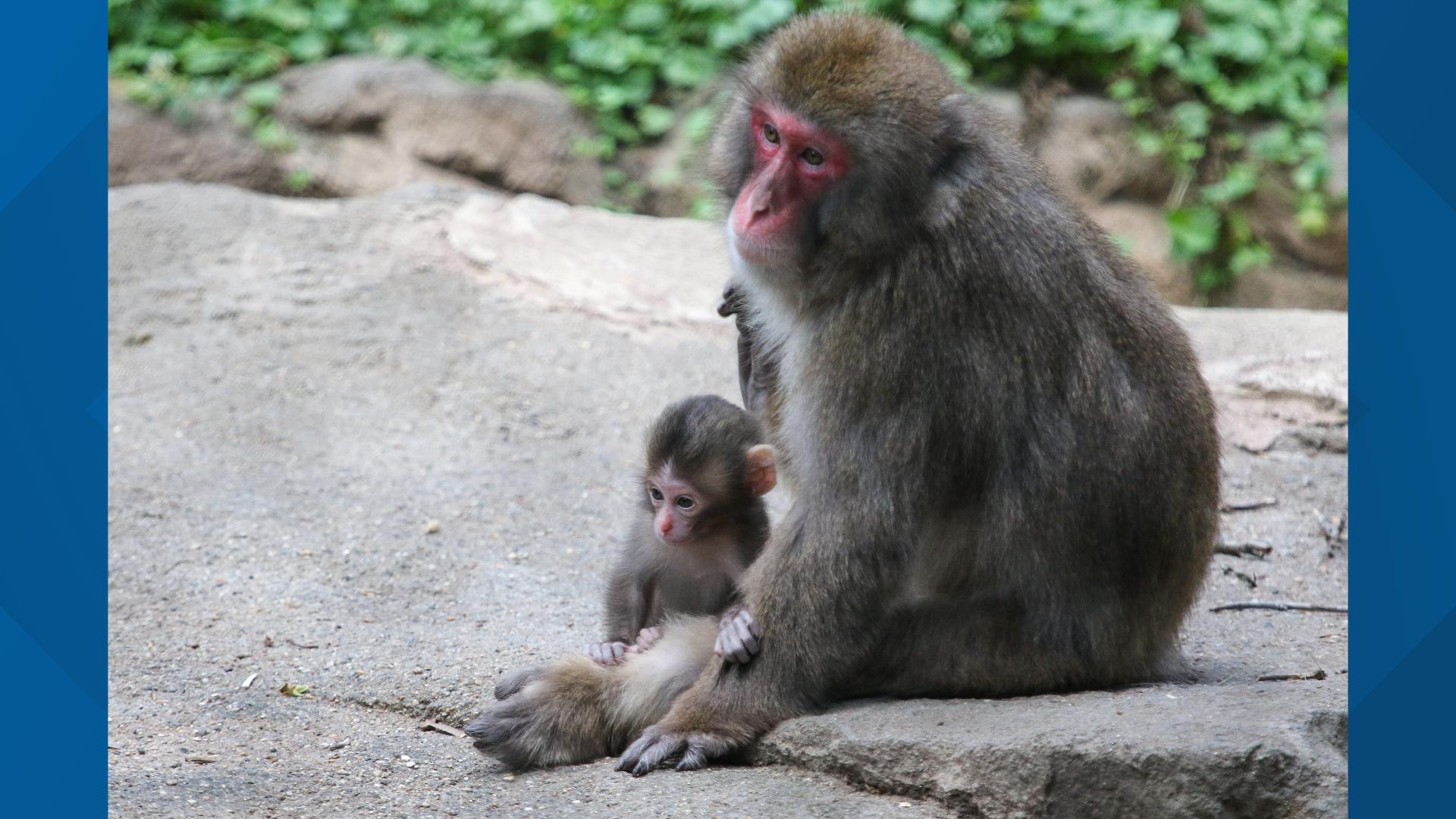 Blank Park Zoo welcomes baby Japanese macaque | weareiowa.com