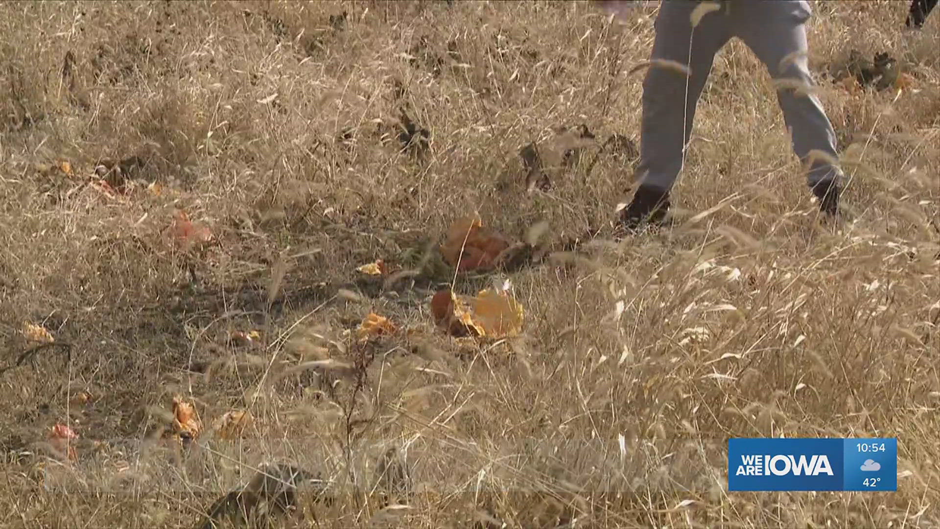 Local orchard finds creative use for pumpkins post-Halloween ...