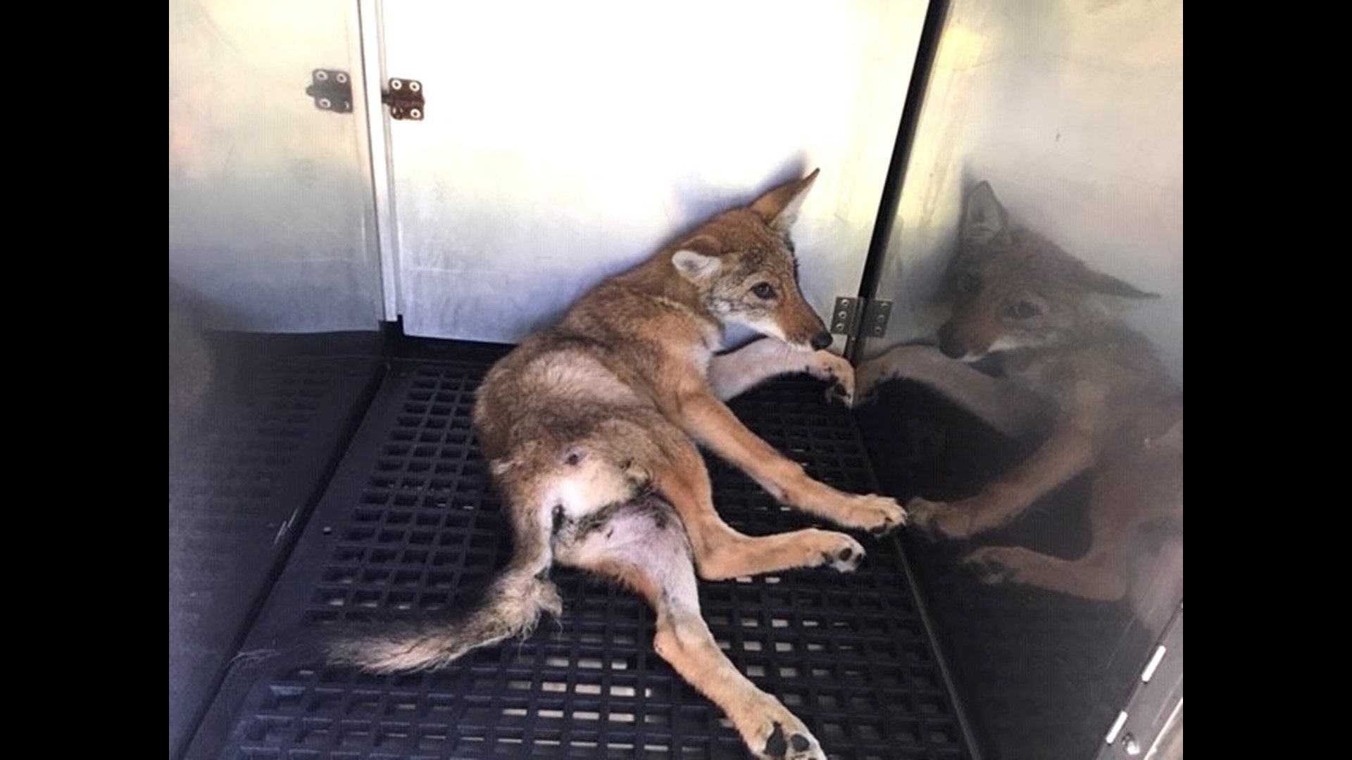 Injured coyote found on the side of a central Iowa highway | weareiowa.com