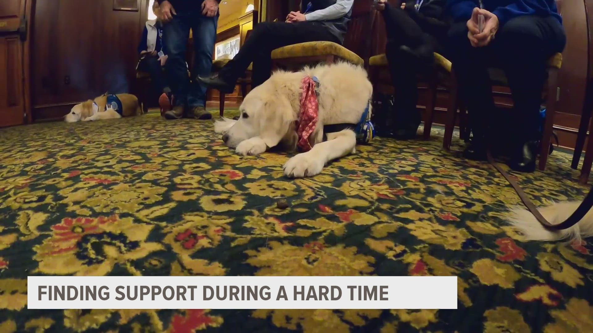 Comfort dogs bring solace to Perry, Iowa community in wake of shooting ...