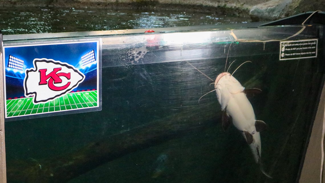 Blank Park Zoo catfish predicts Super Bowl LVIII game winner ...