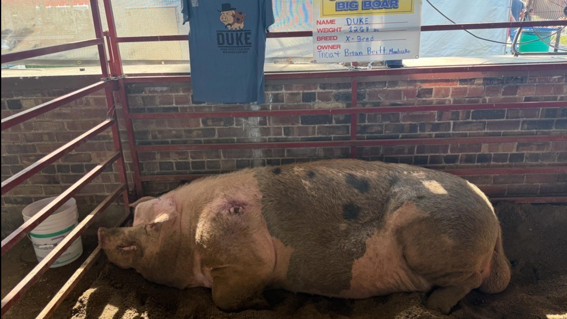 PHOTOS: 2025 Iowa State Fair competition winners, results | weareiowa.com