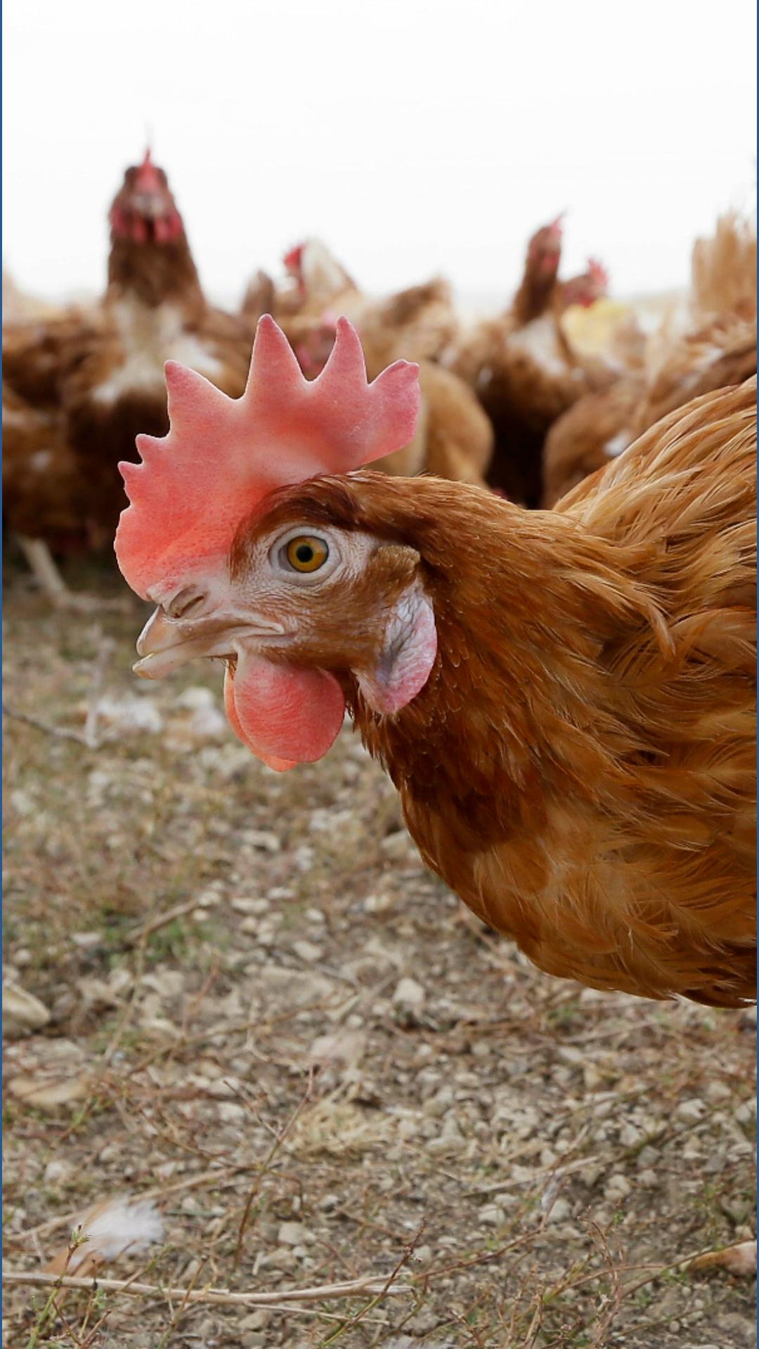 3rd and 4th confirmed cases of bird flu in 2026 found in southeastern ...