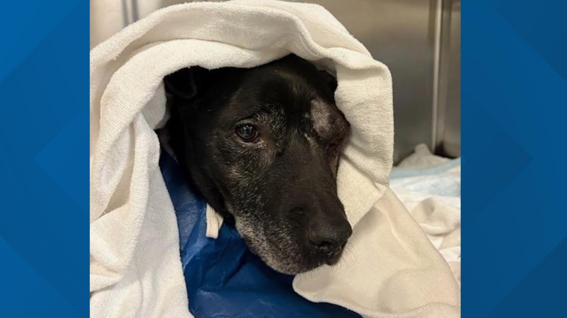'Good Boy' the Labrador found with gunshot injury, released from animal ...
