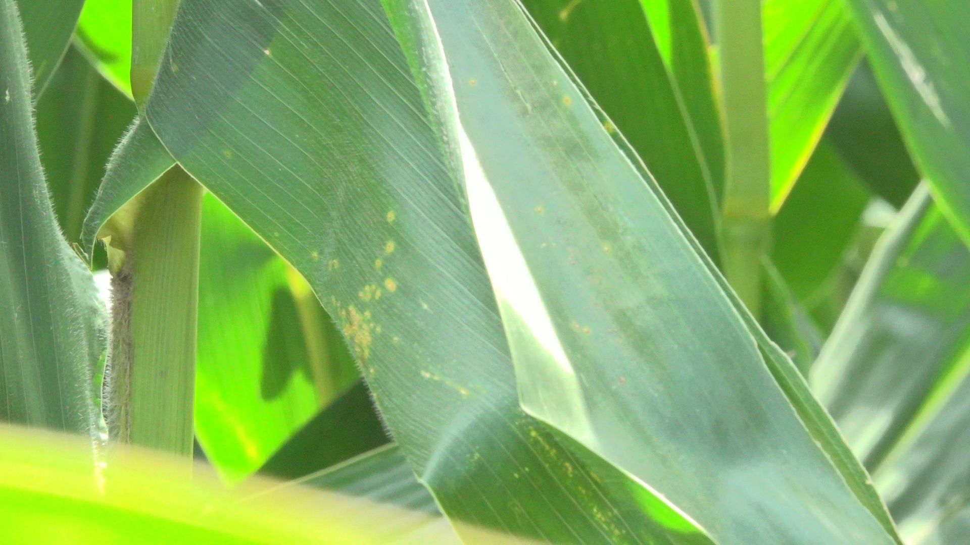 Harvest season: Iowa farmers say disease, weather will affect local ...