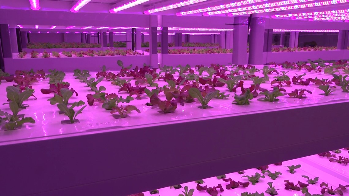 Des Moines hydroponic farmer growing crops in three weeks | weareiowa.com