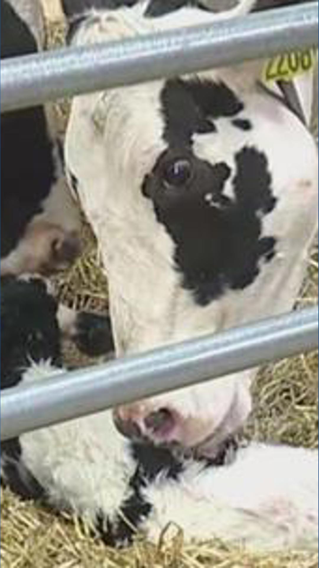 Military Appreciation Day at the Farm Show's Calving Corner | fox43.com