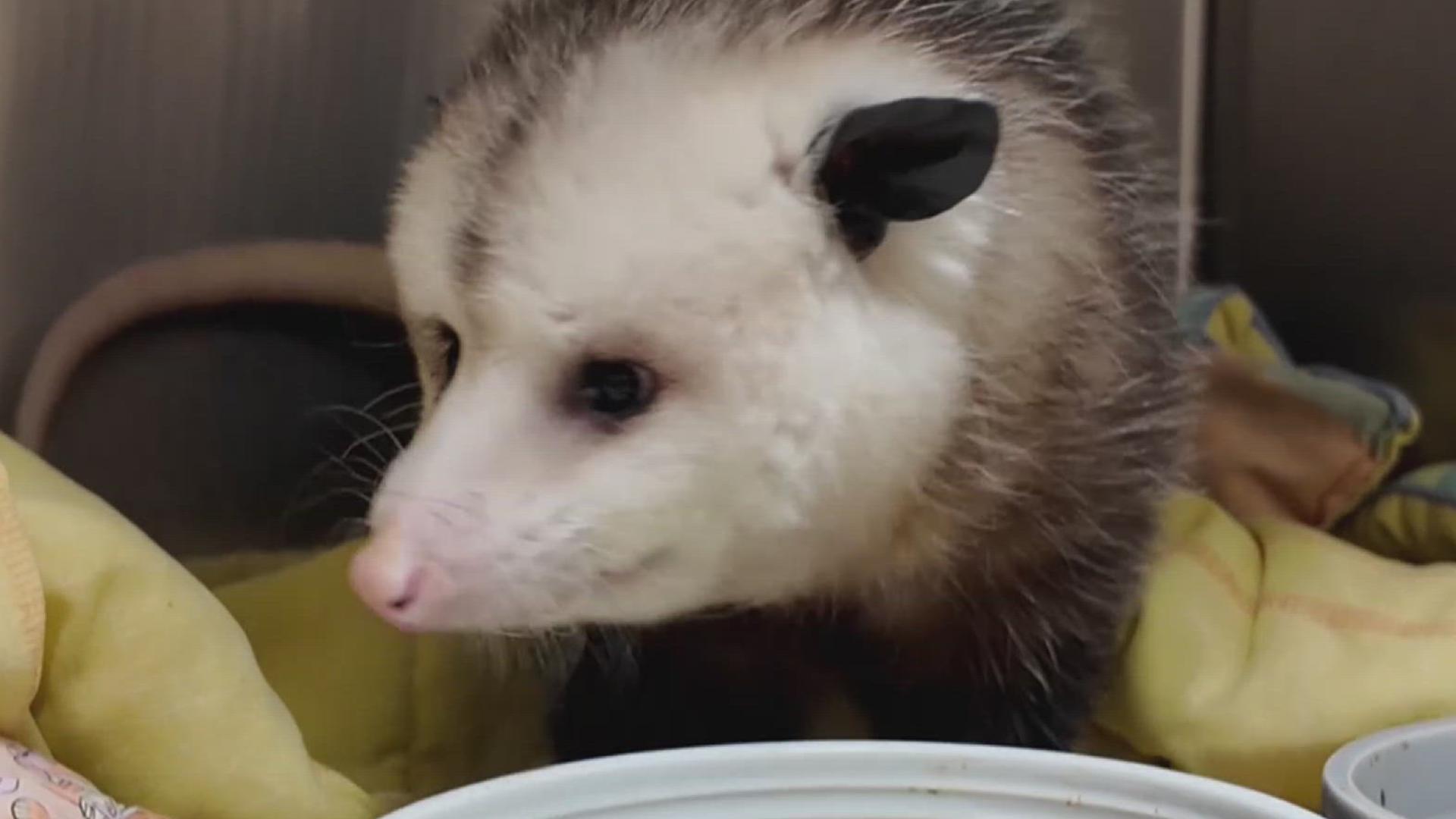 Decorate Safely for Wildlife This Halloween | wnep.com