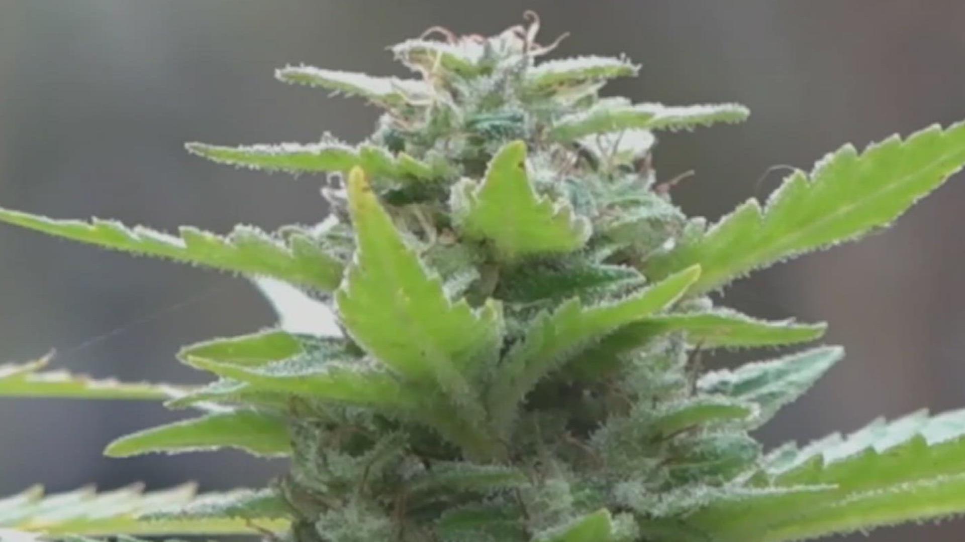 What experts are saying about overhauling cannabis regulation | fox43.com