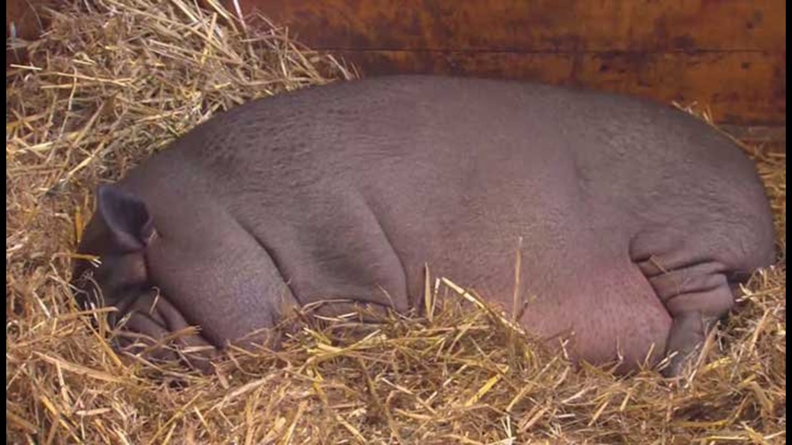 Woman charged with animal cruelty after overfeeding pig | fox43.com