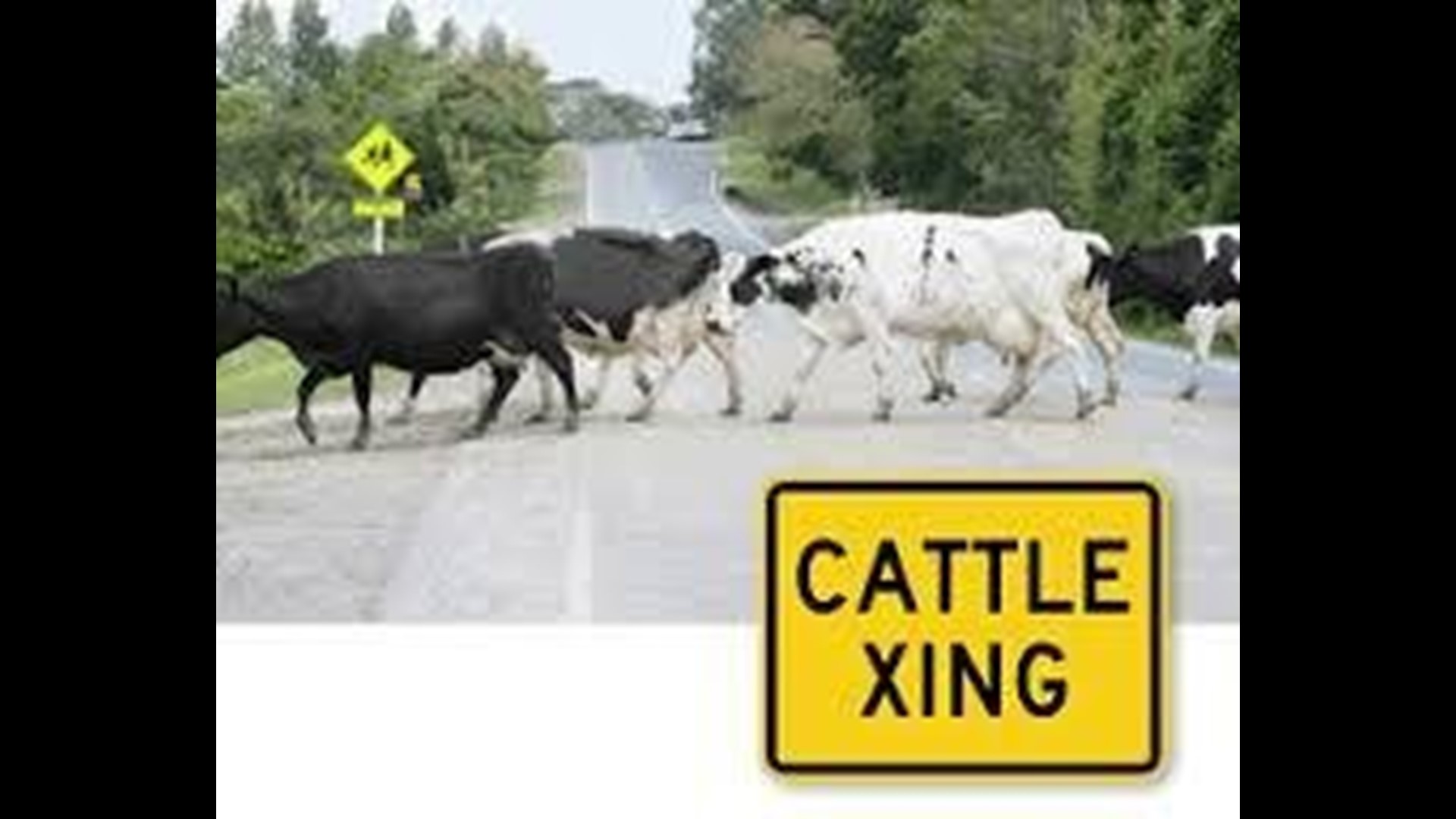 Car heavily damaged after hitting cow, driver escapes injury | fox43.com