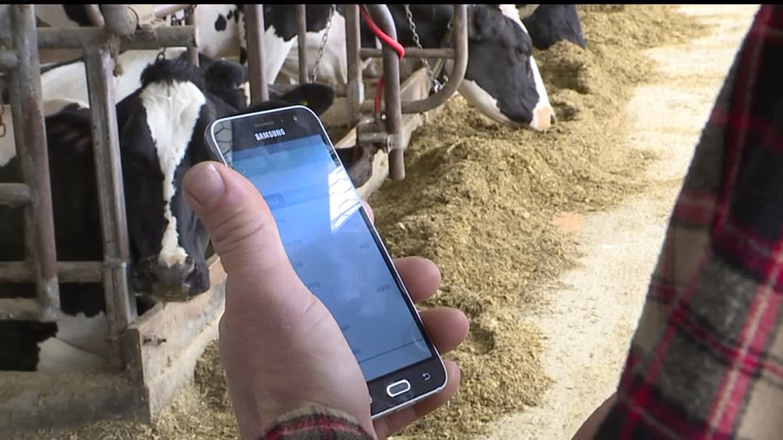 Health trackers for cows: thousands of Pennsylvania cattle wearing new ...