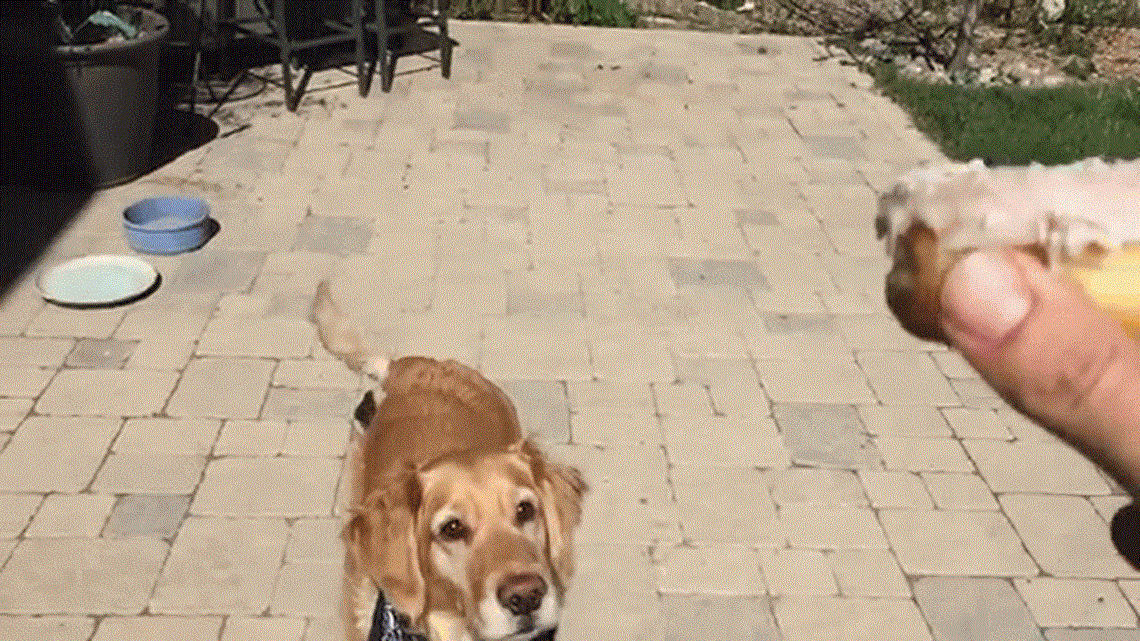 Things Fritz the dog can’t catch: Pizza, doughnuts, hot dogs, a break ...