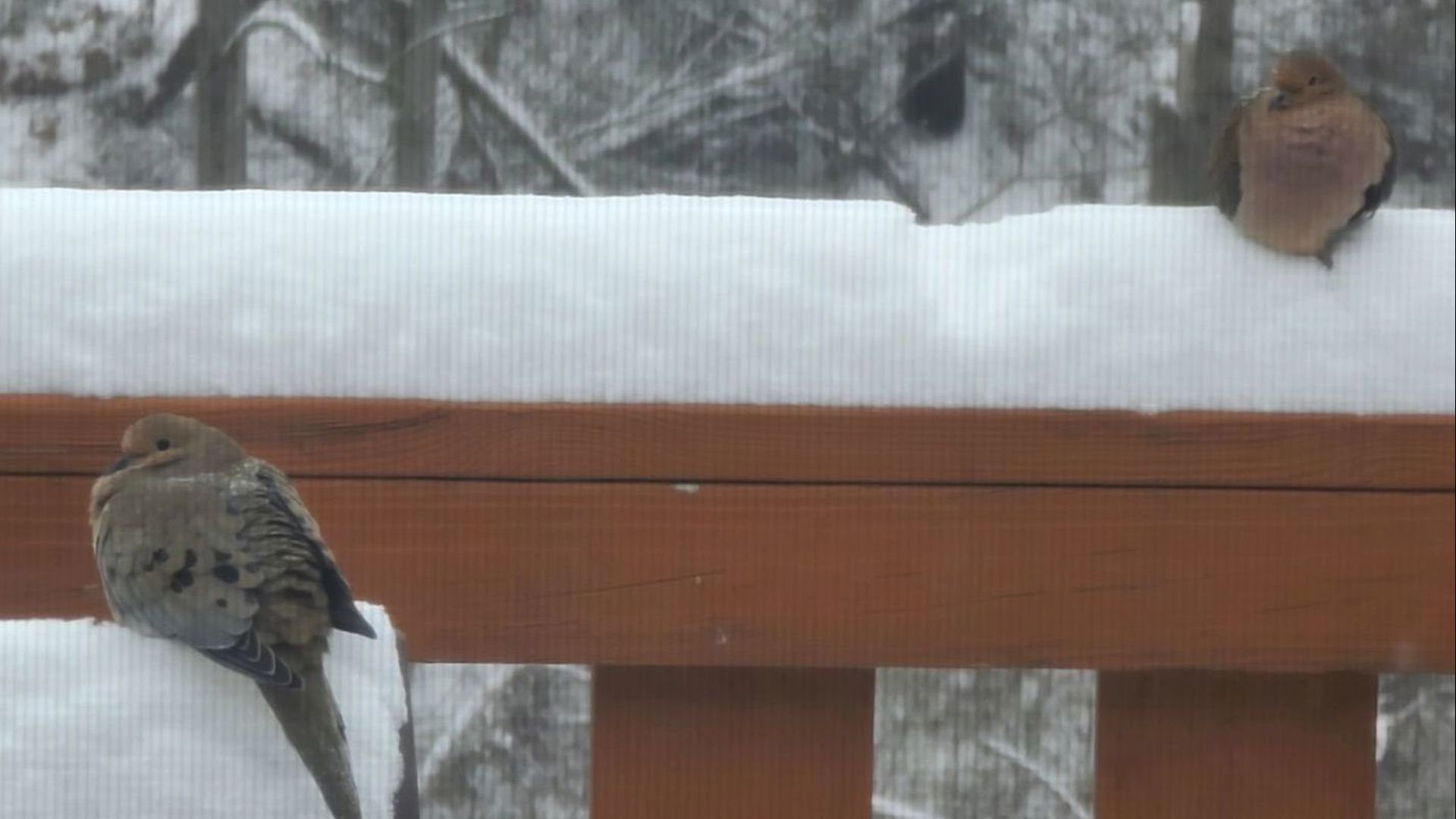 PHOTOS: Snow day fun in central Pennsylvania | fox43.com