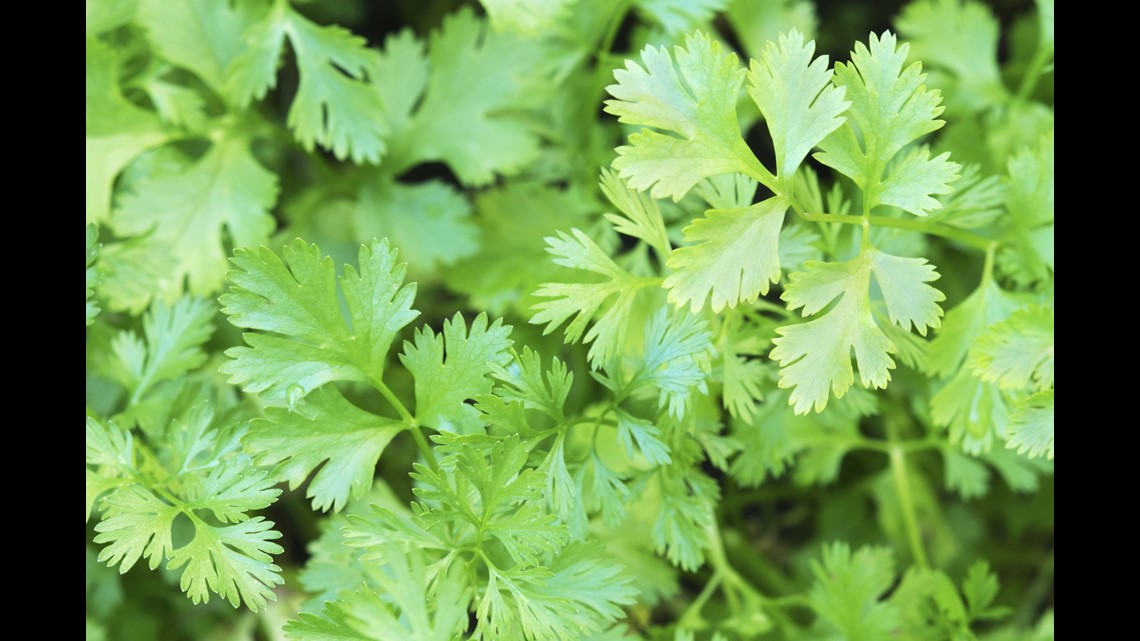 FDA bans some cilantro from Mexico, cites human feces in fields | fox43.com