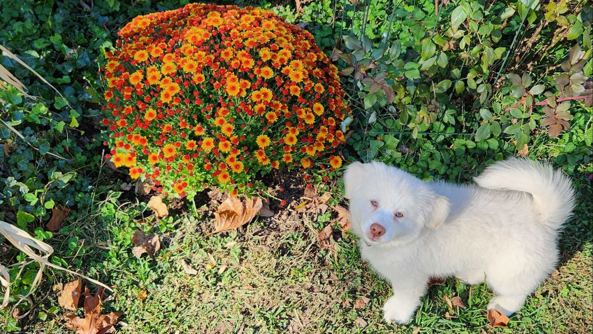 Fall emerges across central Pa. | PHOTO GALLERY | fox43.com