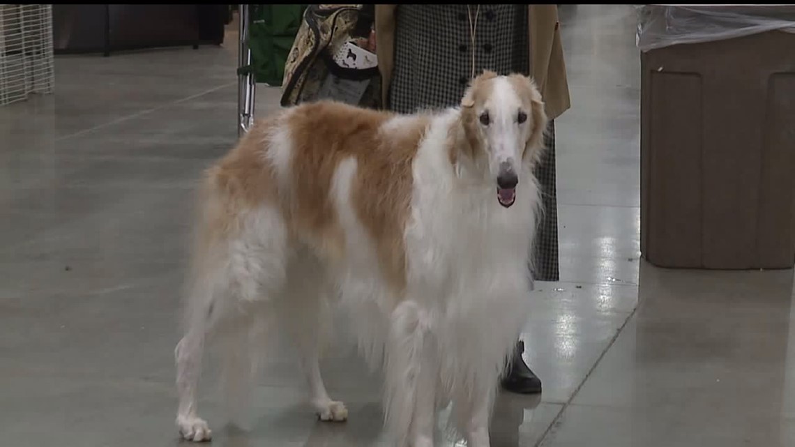 Around 8,000 dogs pack inside the York Fairground for the Celtic ...