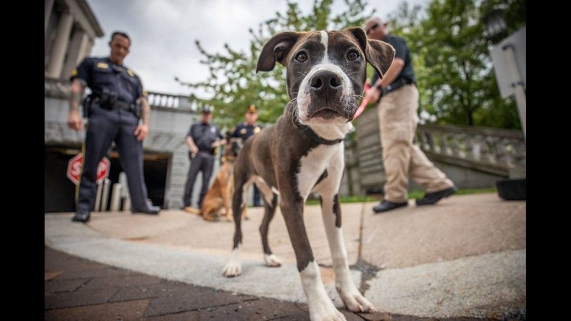 PA Capitol Police want your help to name their newest, honorary member ...