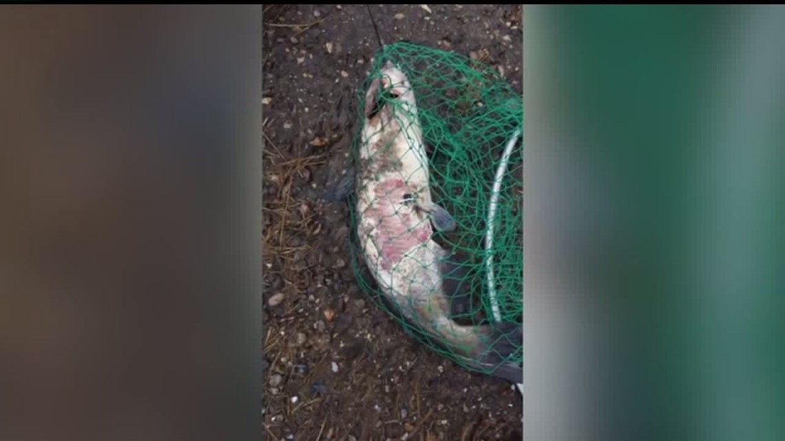 Concern over dead, sick fish in Susquehanna River | fox43.com