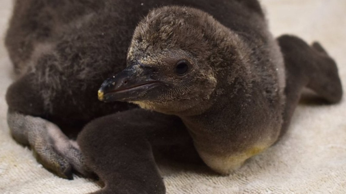 ‘Devastated by the loss’: Zoo says baby penguin died from injuries ...