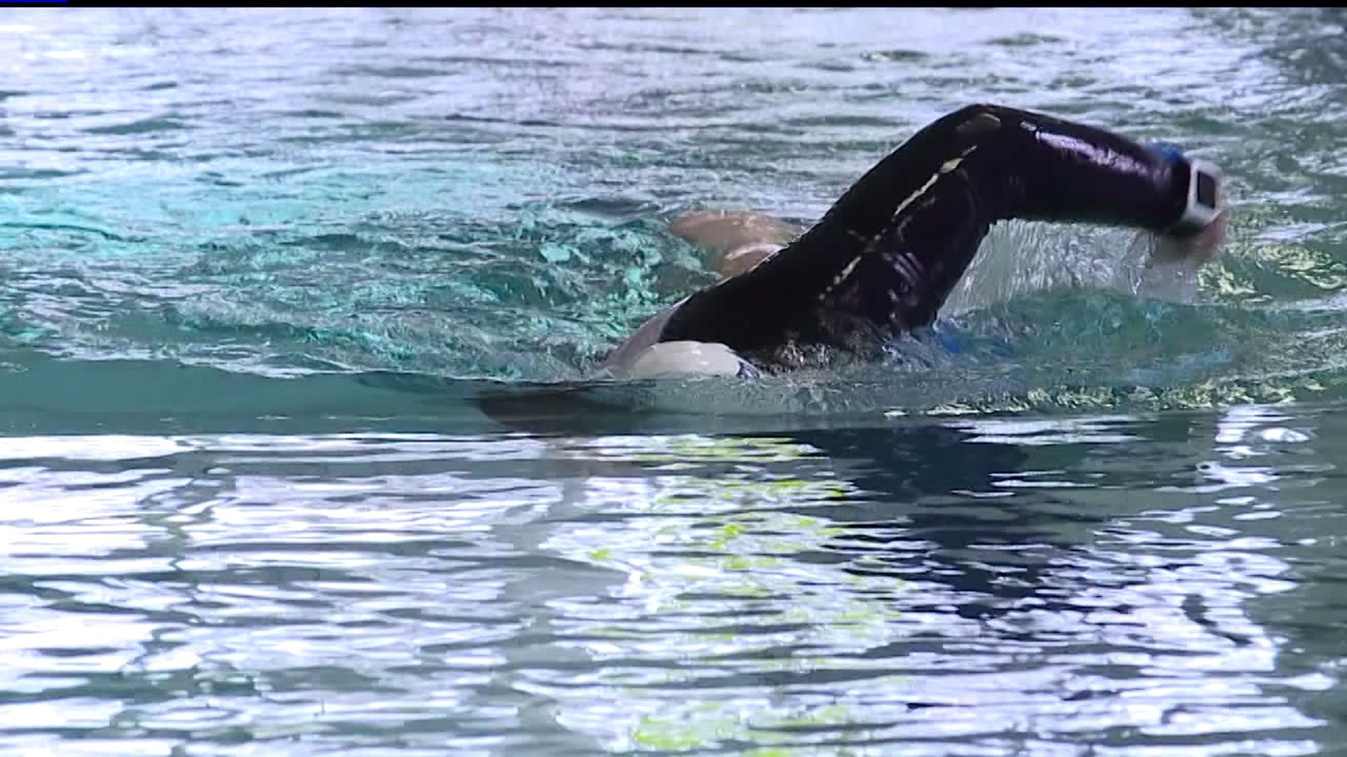 She’s logging 32 hours in the pool to swim for a cure | fox43.com
