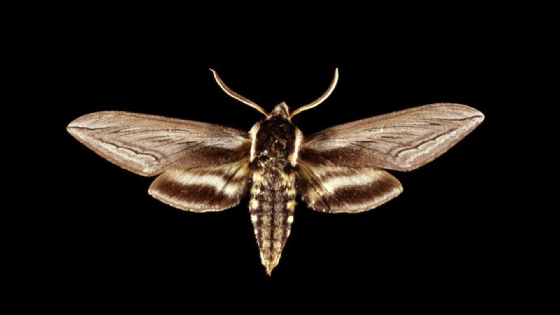 Genetically engineered moths have been released into the wild to wipe ...