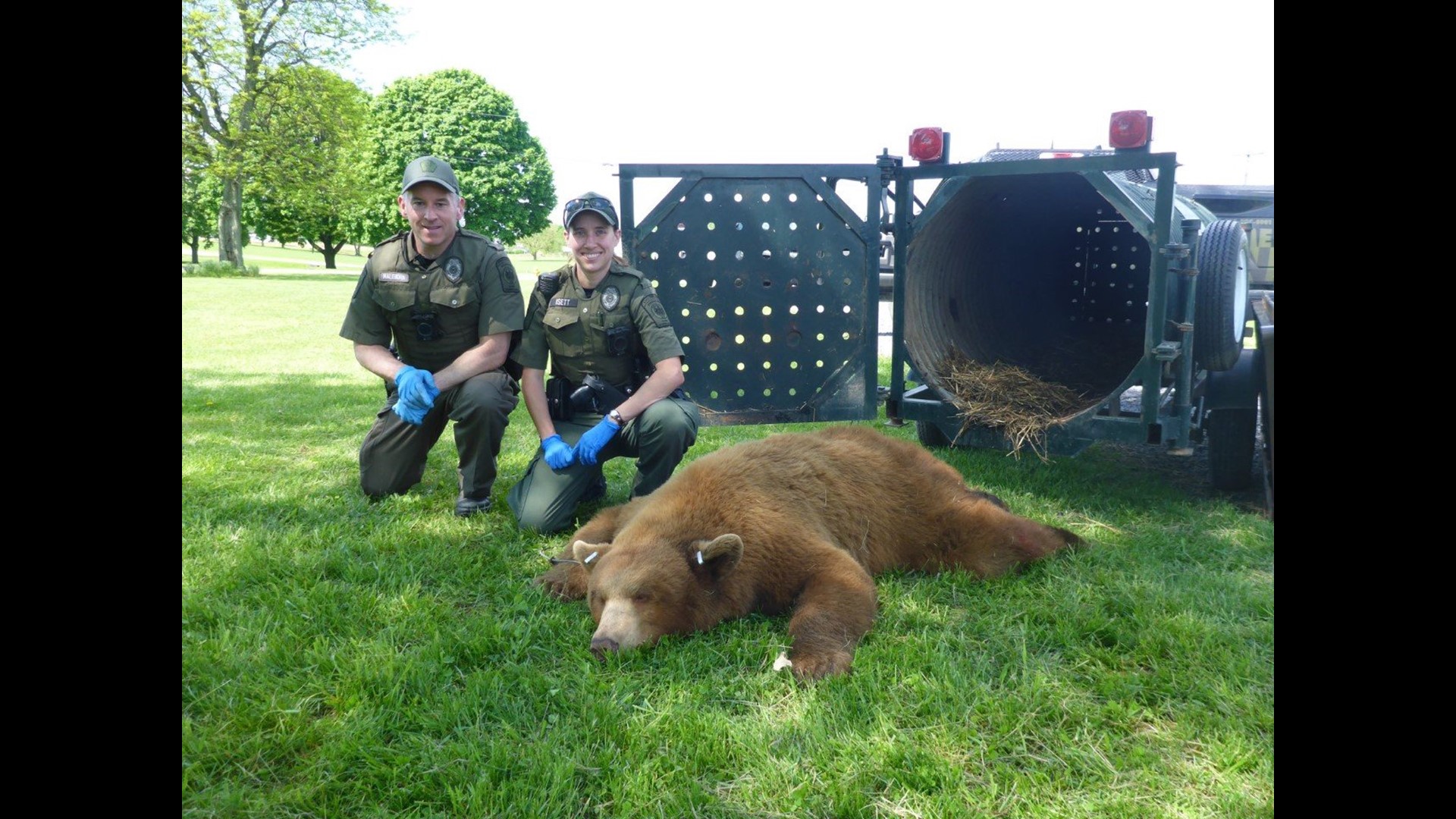 State Game Commission traps rare cinnamon-colored black bear in Snyder ...