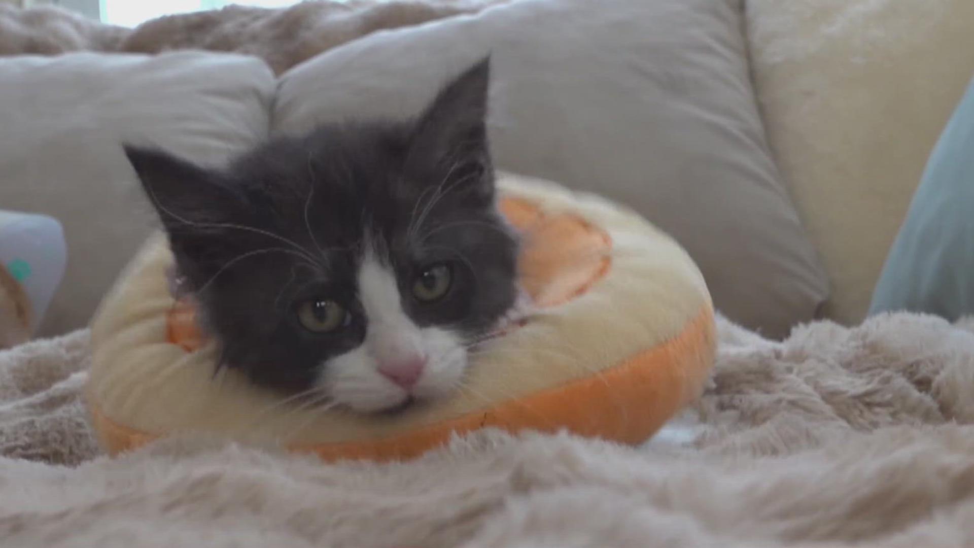 Mission Matters: Loving Care Cat Rescue gives injured and neglected cats a second chance at life ...